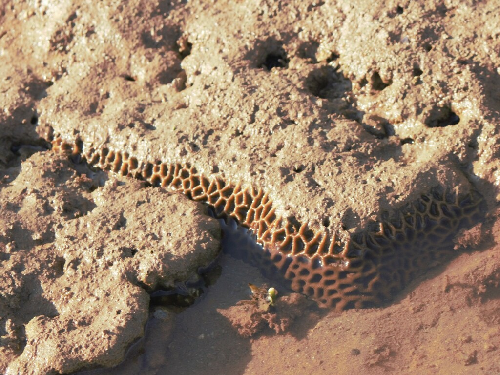 Coelastrea aspera from City of Karratha, WA, Australia on October 13 ...