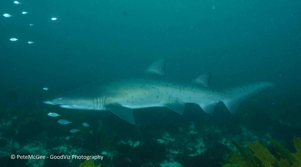 Sand Tiger Shark from Blue Fish Point, Manly NSW 2095, Australia on ...