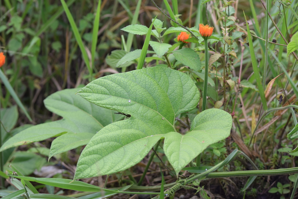 Gurania from Nangaritza, Ecuador on November 11, 2023 at 05:35 PM by ...