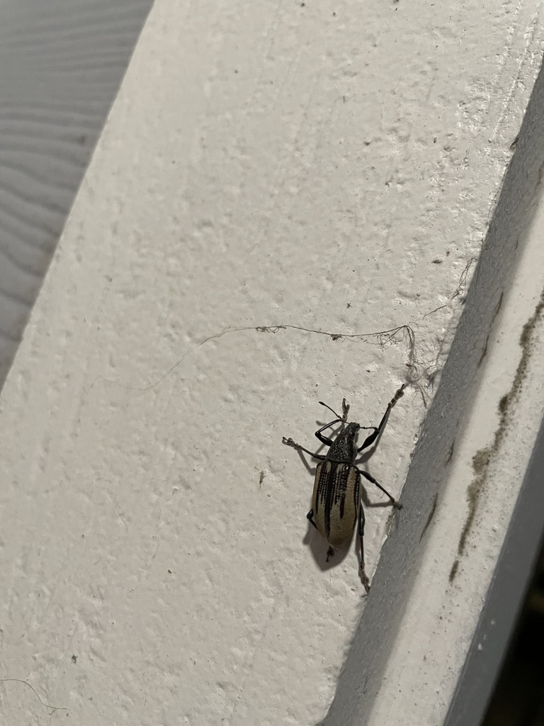 Diaprepes Root Weevil from Islander Way, Corpus Christi, TX, US on ...