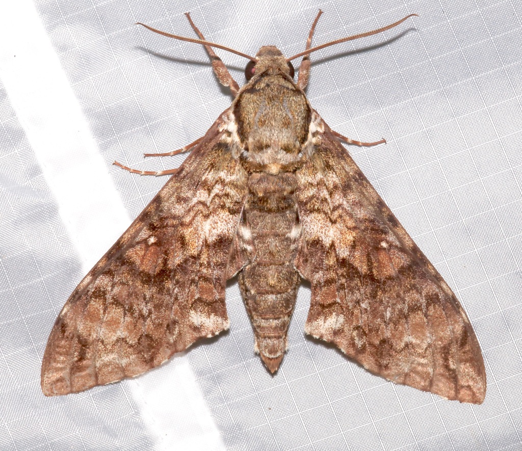 Manduca neglecta from Archidona Canton, Ecuador on April 4, 2018 at 08: ...