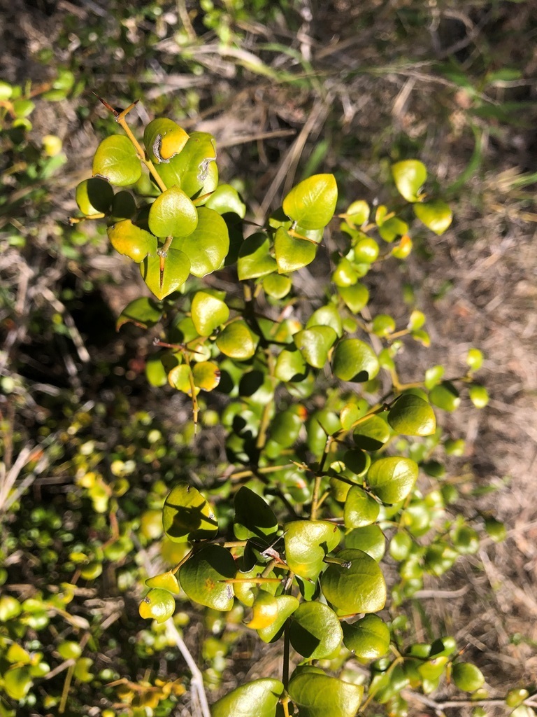 conkerberry from Fordsdale QLD 4343, Australia on November 12, 2023 at ...