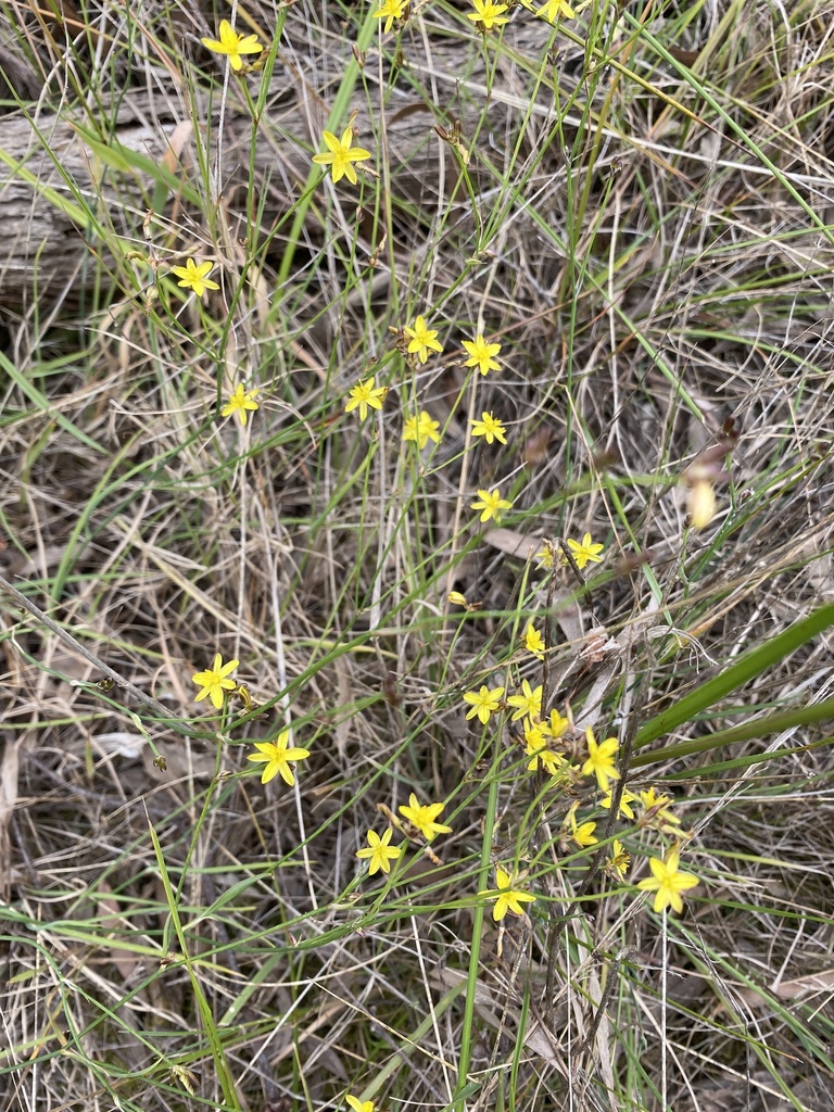 yellow rush-lily from Scott Ward, Wantirna South, VIC, AU on November ...
