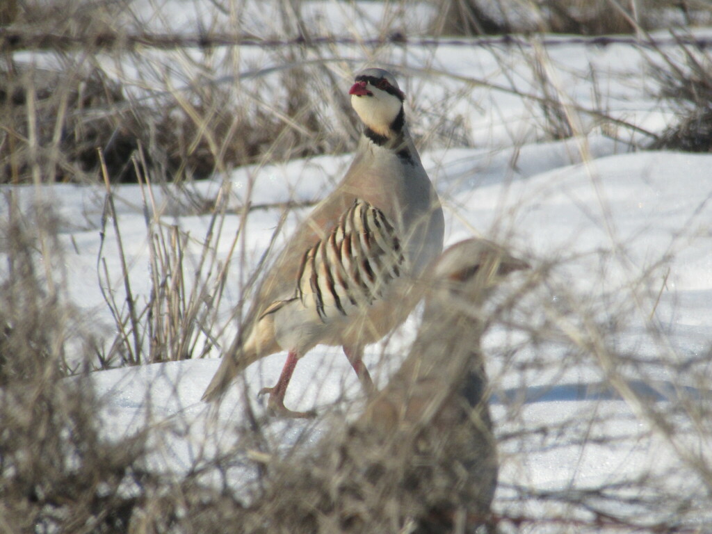 Chukar from Asotin County, WA, USA on March 22, 2019 at 09:41 AM by ...