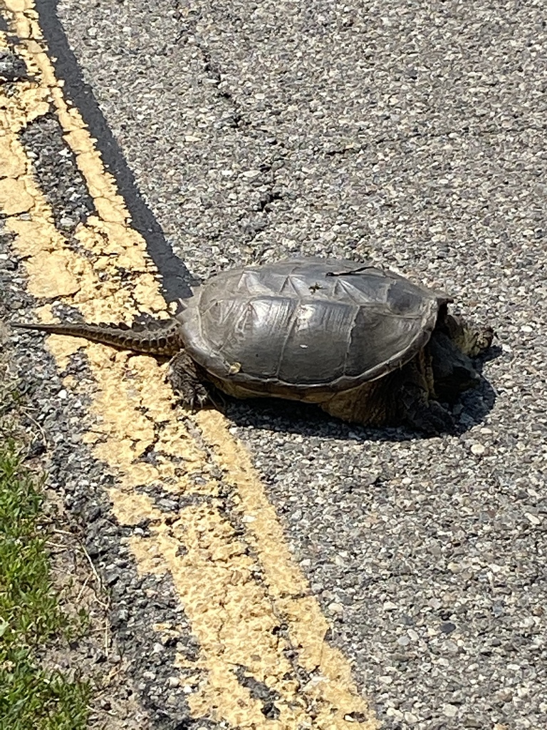 Common Snapping Turtle from Metropolitan Pkwy, Harrison Township, MI ...