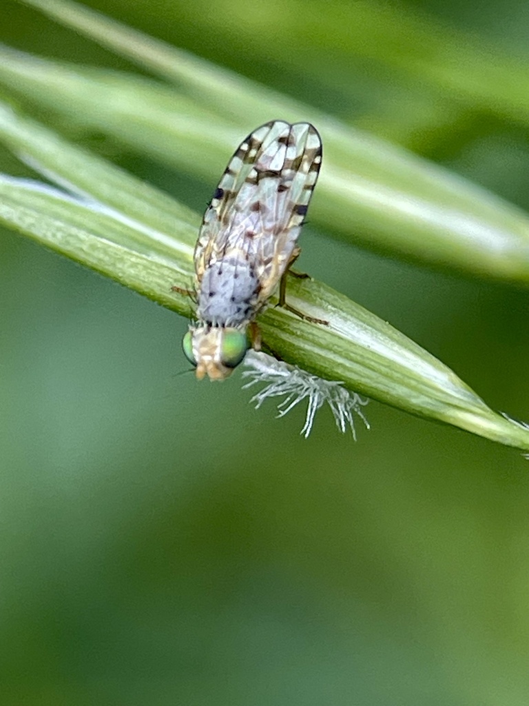 Australian Fruit Fly from Boundary Tk E, Frankston South, VIC, AU on ...