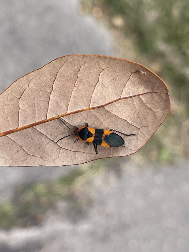 Large Milkweed Bug from Victoria Park Dr, Corpus Christi, TX, US on ...