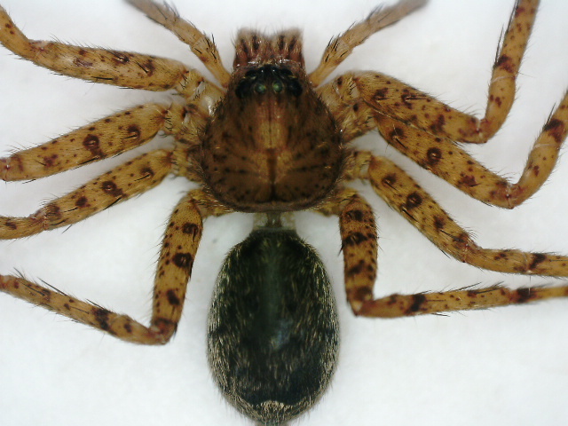 Pantropical Huntsman Spider from 2GQC+JC5, Talomo, Davao City, 8000 ...