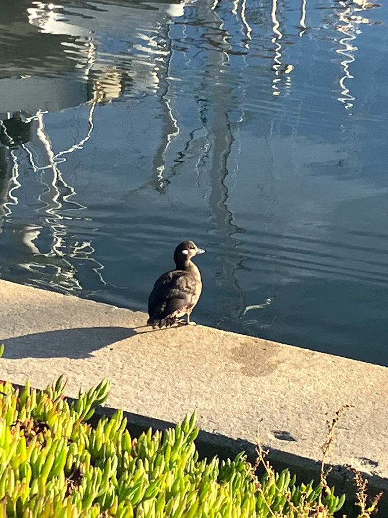 Harlequin Duck from 790 Mariner Park Way, Santa Cruz, CA 95062 on ...