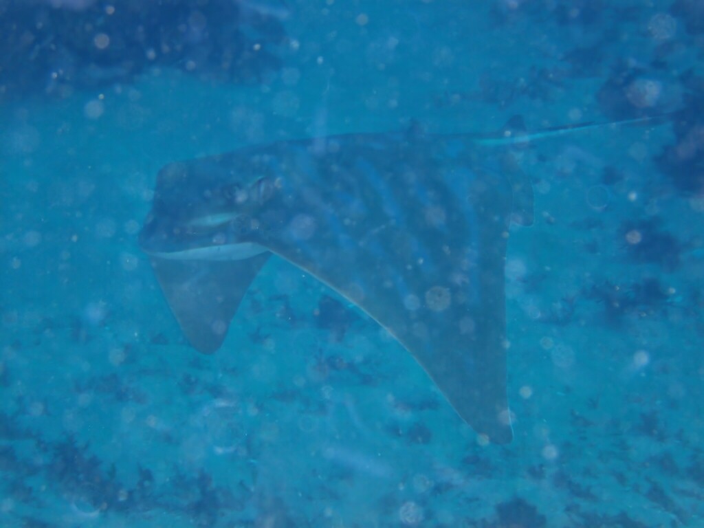 New Zealand Eagle Ray from Northern Beaches Council, NSW, Australia on ...