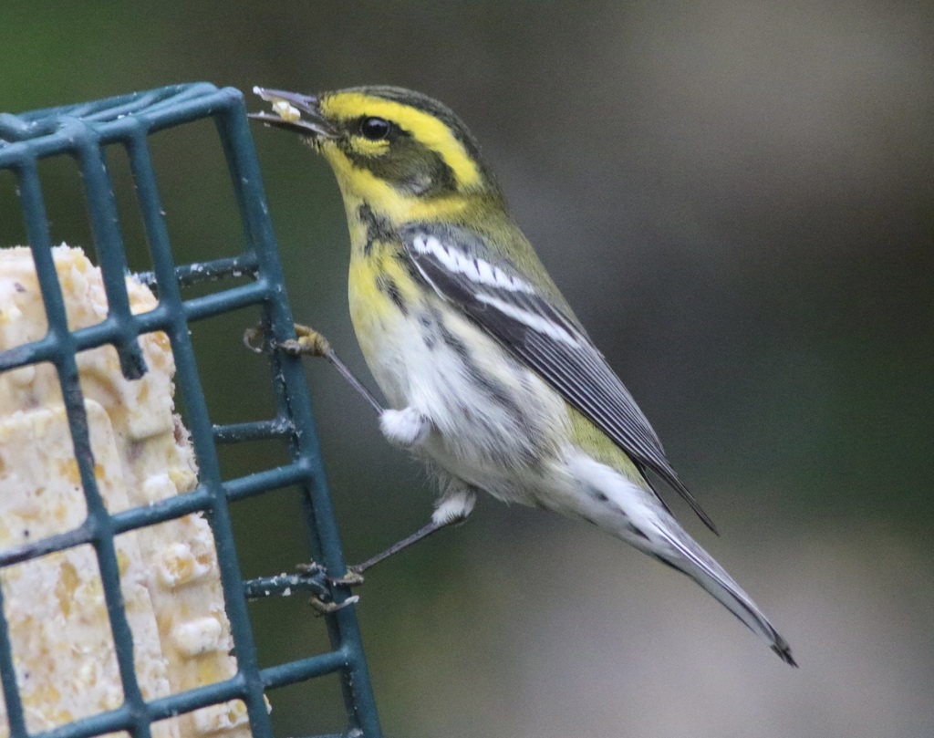 Townsend's Warbler from Moss Beach, CA, USA on November 13, 2023 at 02: ...