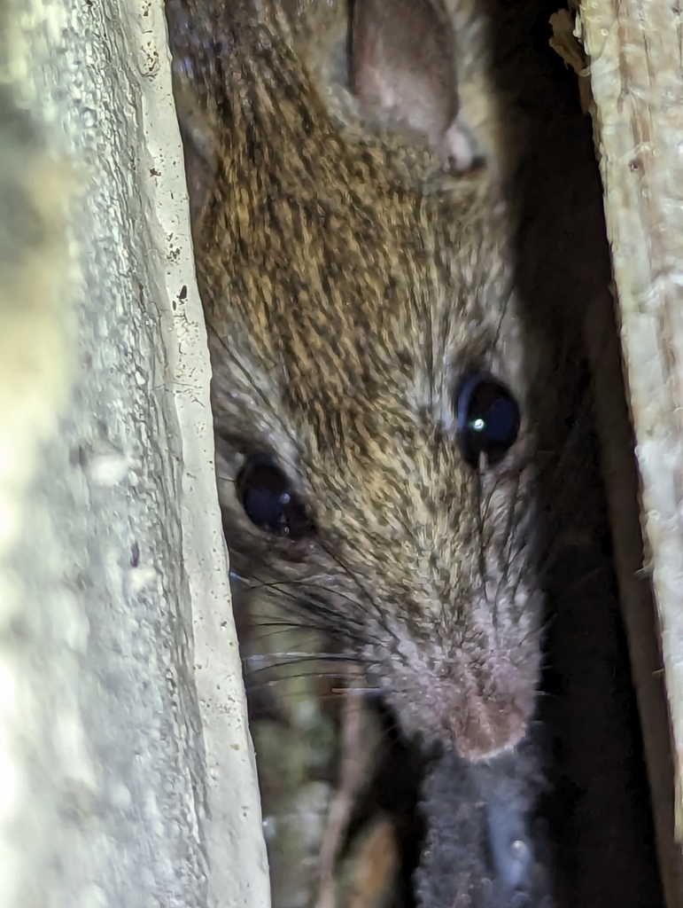 Black Rat from San Diego, CA 92119, USA on November 12, 2023 at 07:45 ...