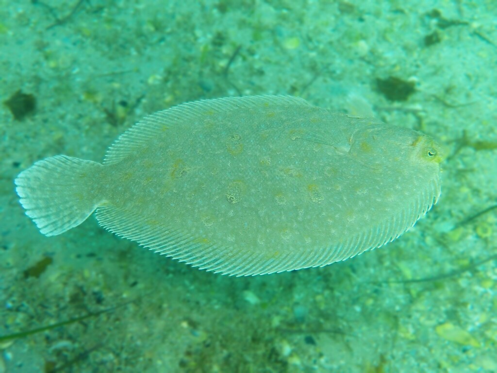 Smalltooth Flounder from Cabbage Tree Bay on November 14, 2023 at 08:27 ...