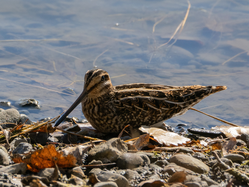 Wilson's Snipe from Edenvale, San Jose, CA, USA on November 11, 2023 at ...