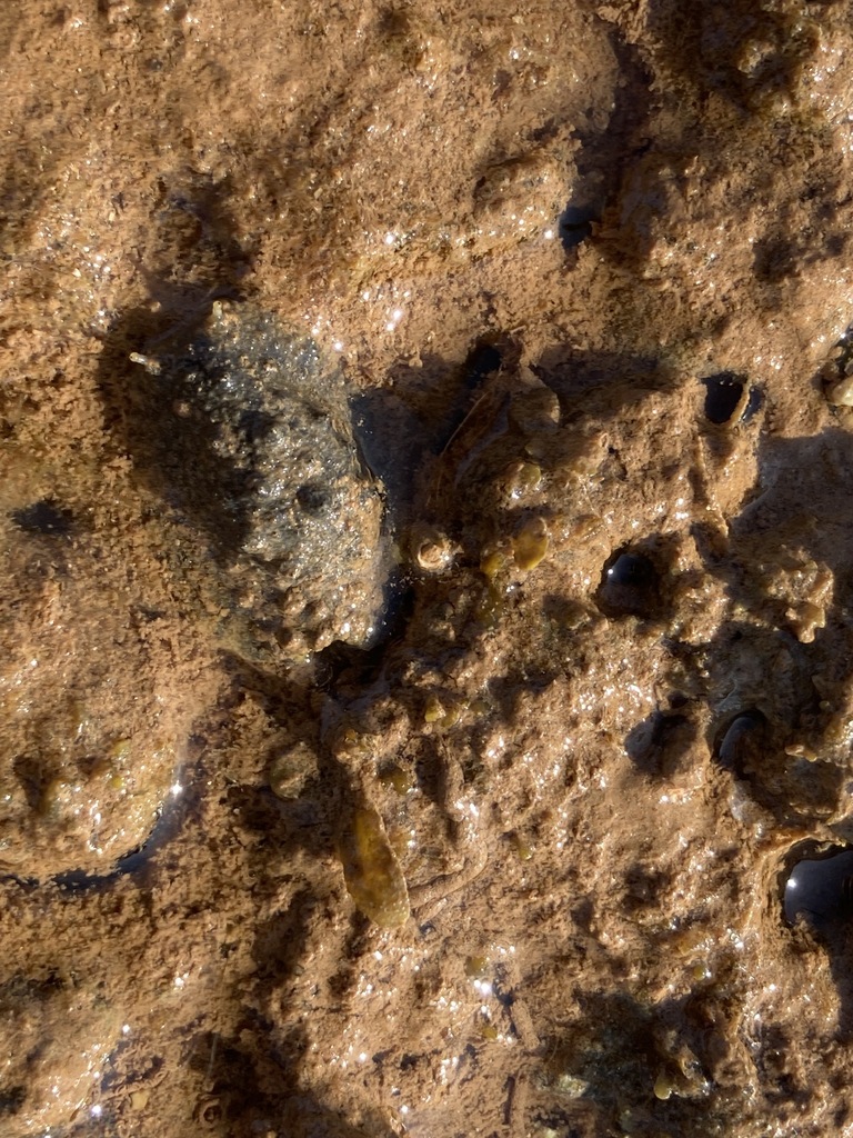 Peronia from Port Hedland WA, Australia on November 13, 2023 at 03:47 ...