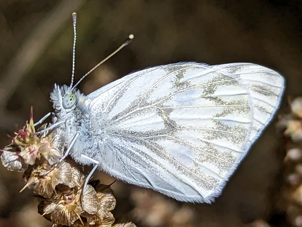Checkered White from Jamul, CA 91935, USA on November 12, 2023 at 06:04 ...