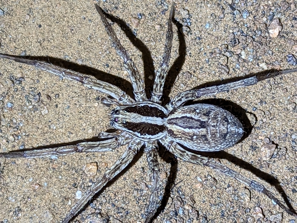 Schizocosa mccooki from Jamul, CA 91935, USA on November 12, 2023 at 05 ...