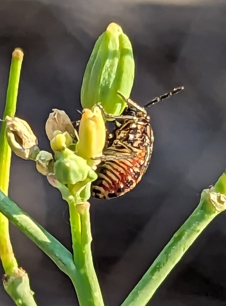 Bagrada Bug from Jamul, CA 91935, USA on November 12, 2023 at 04:09 PM ...
