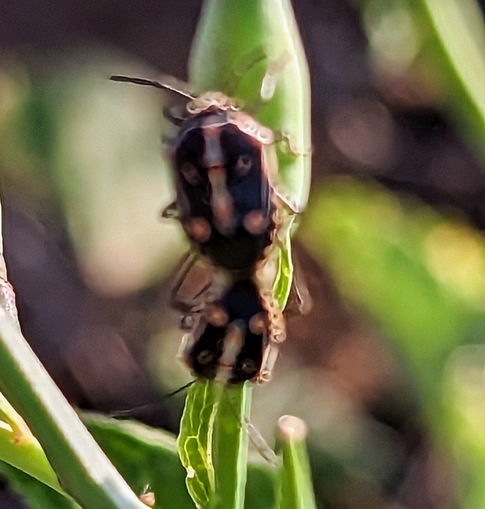 Bagrada Bug from Jamul, CA 91935, USA on November 12, 2023 at 04:09 PM ...