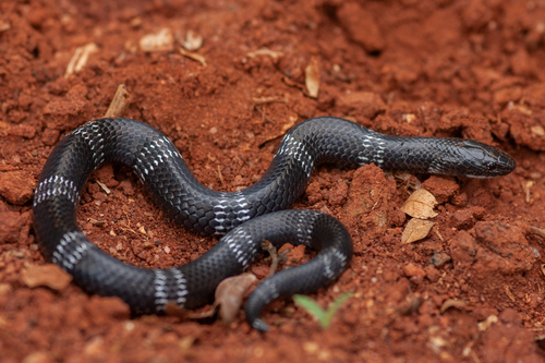 African Garter Snakes (Elapsoidea) - Snakes and Lizards