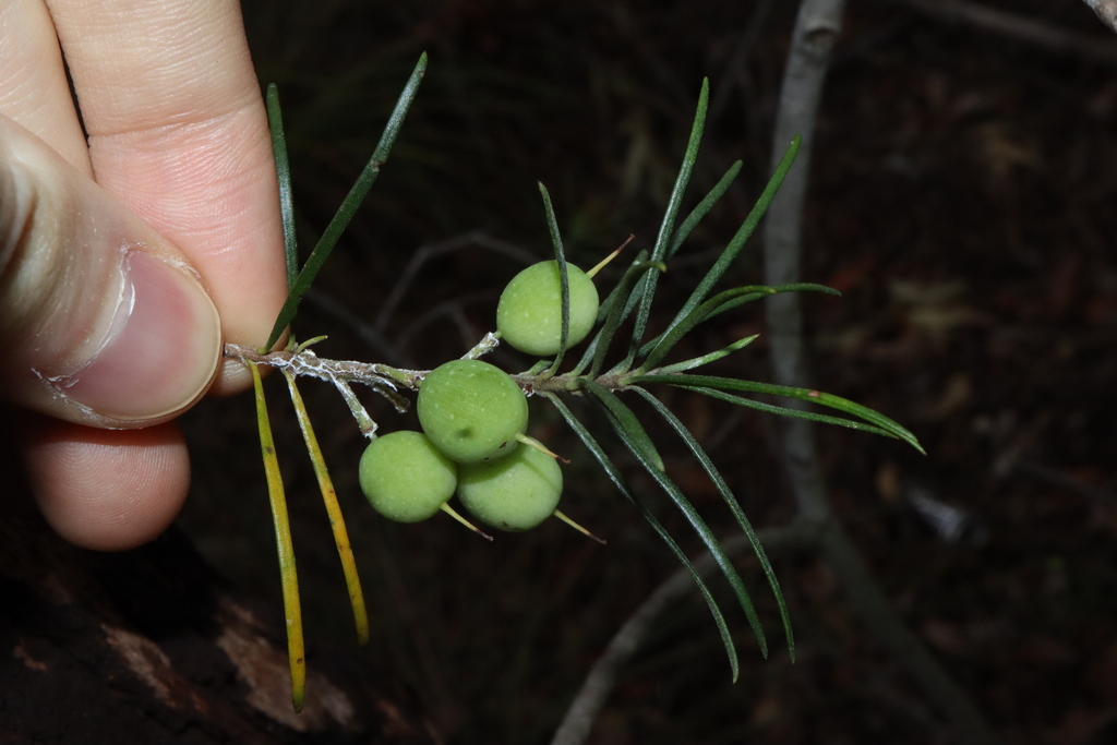 Persoonia bargoensis from Pheasants Nest NSW 2574, Australia on ...