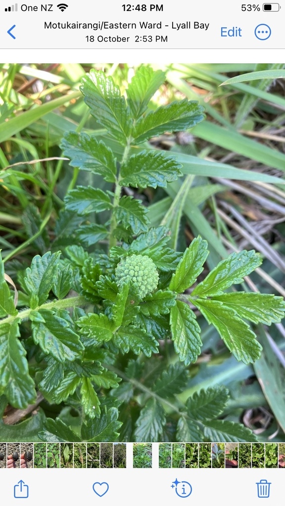 Sand bidibid from Te Ika-a-Māui/North Island, Wellington, Wellington ...