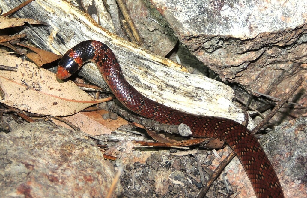 Australian Coral Snake from Booubyjan QLD 4601, Australia on November 4 ...