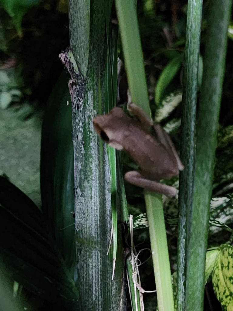 Brown Tree Frog from PHGR+GJC, Phra Khanong Nuea, Watthana, Bangkok ...
