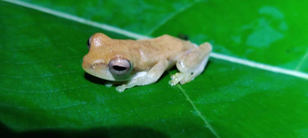Doria's Tree Frog from Khlong Sok, Phanom District, Surat Thani 84250 ...
