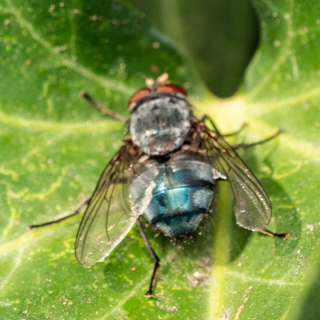 Bluebottle Flies in November 2023 by Alan Yoshioka · iNaturalist