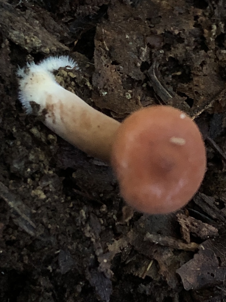 Curry Milkcap from Vestal, NY, US on September 15, 2023 at 01:56 PM by ...