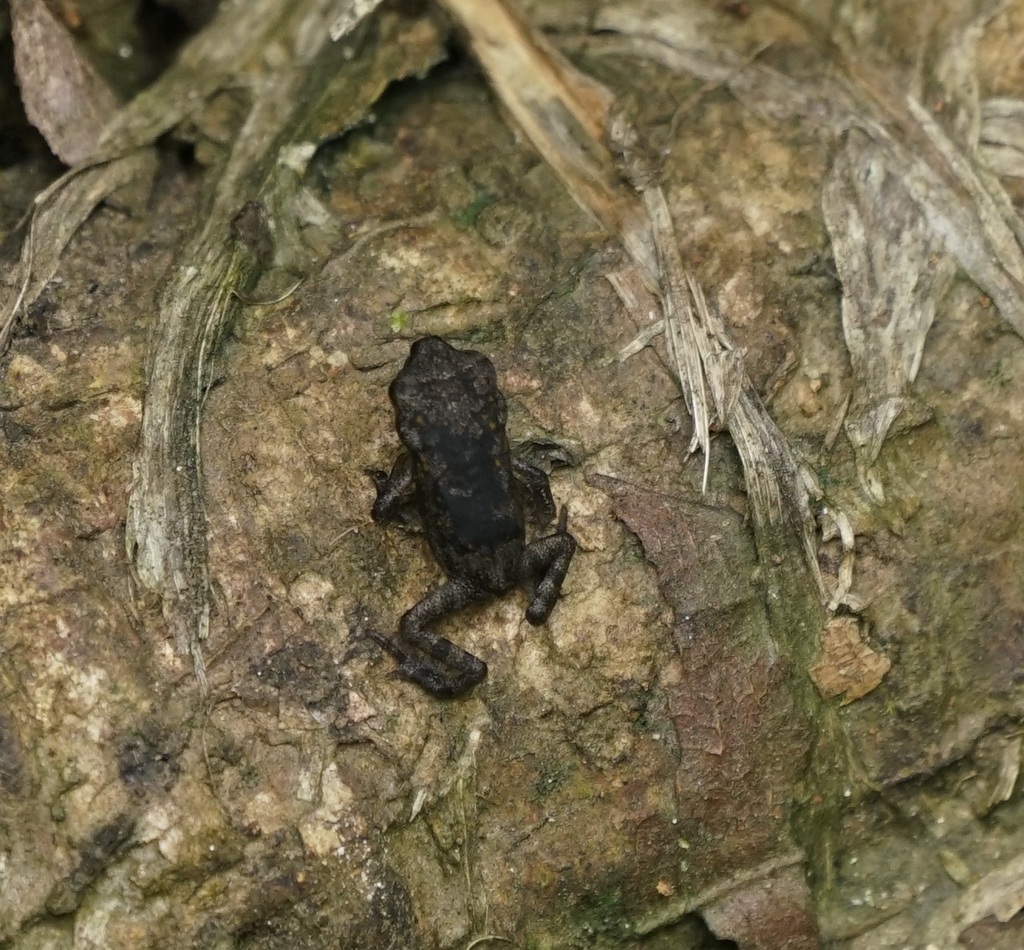 Cane Toad from Nadroga-Navosa, Fiji on February 25, 2023 at 10:06 AM by ...