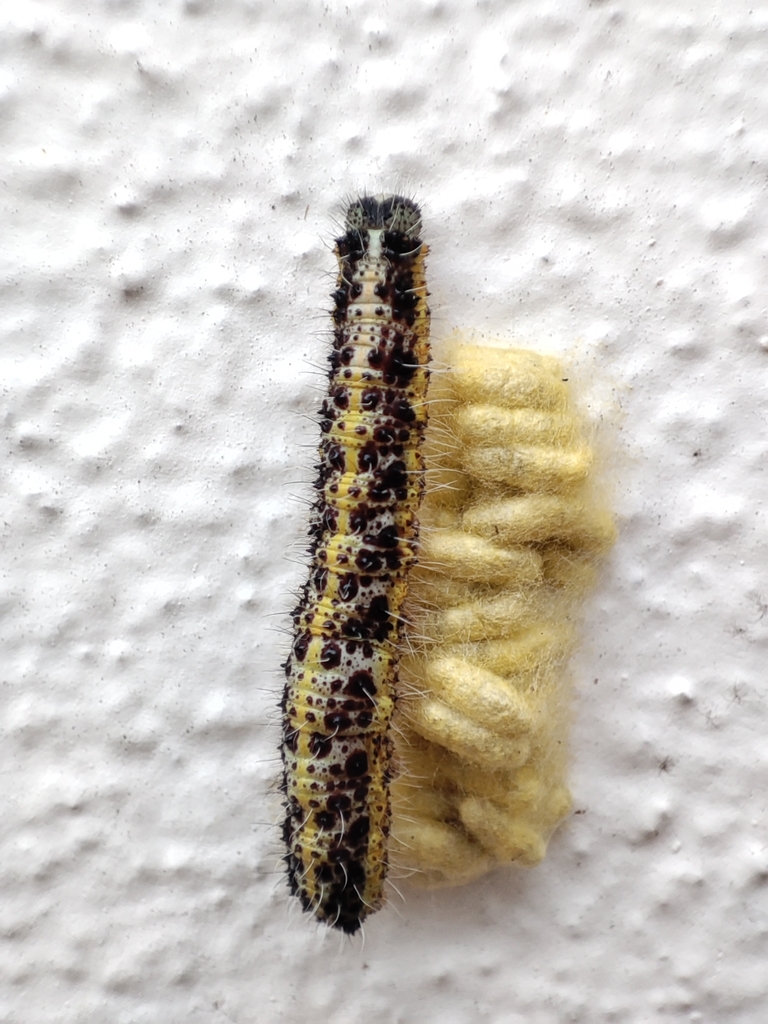 Cabbage White Parasitoid Wasp from 1000-236 Lisbon, Portugal on ...