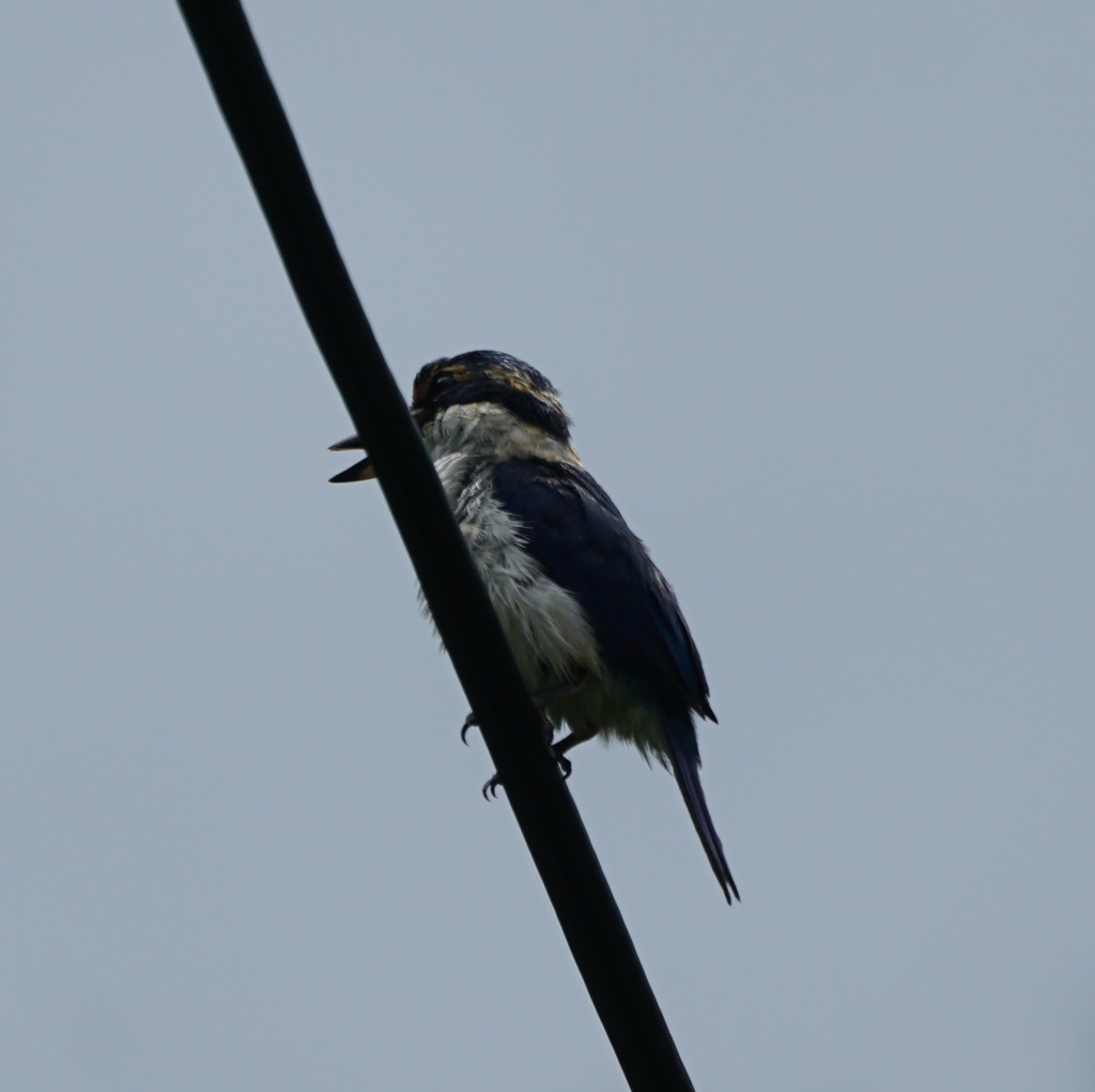 Pacific Kingfisher from Korotogo, Fiji on February 25, 2023 at 10:34 AM ...