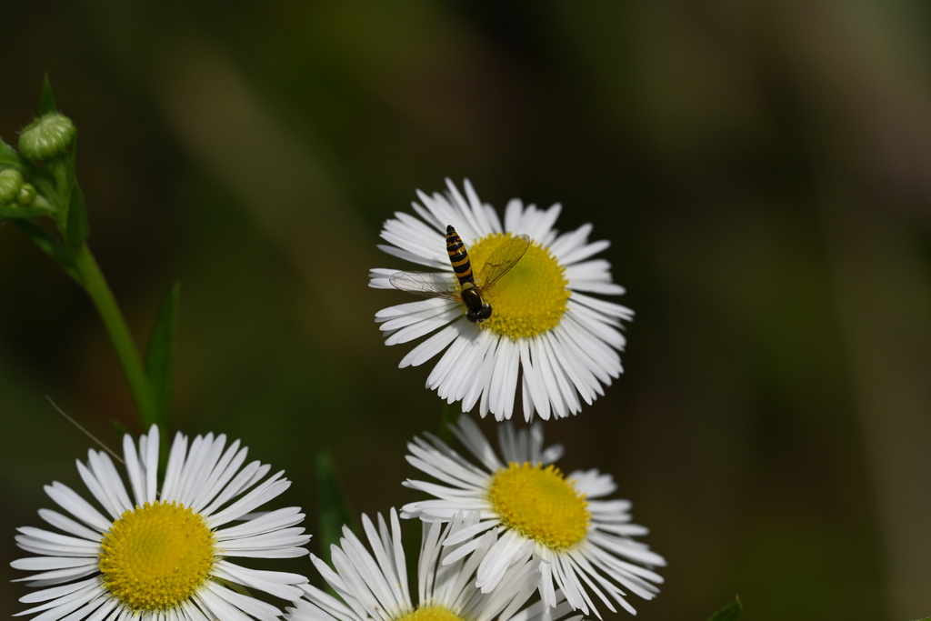 Sphaerophoria menthastri from 中国湖北省武汉市武昌区武汉植物园 on May 29, 2022 at 11:24 ...