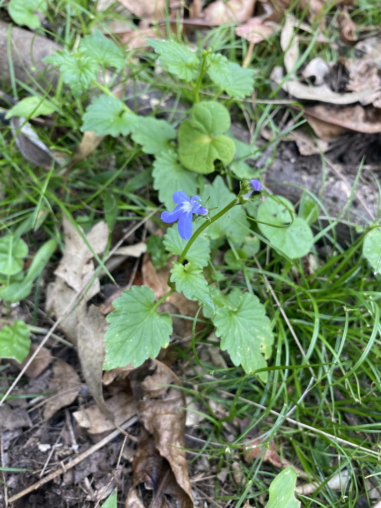 forest lobelia from Main Creek Rd, Cougal, NSW, AU on November 9, 2023 at 03:35 PM by lizgould ...