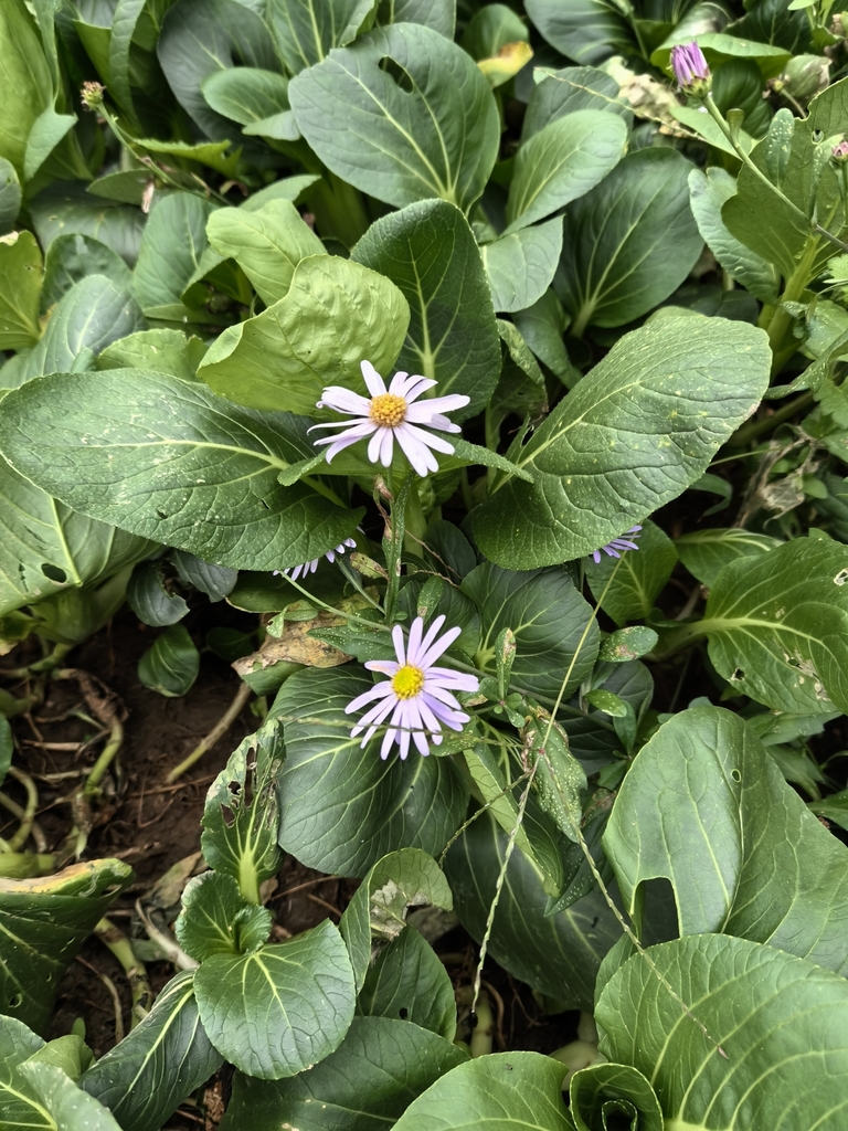 Aster indicus from Suzhou, CN-JS, CN on November 11, 2023 at 02:00 PM by sammijin · iNaturalist
