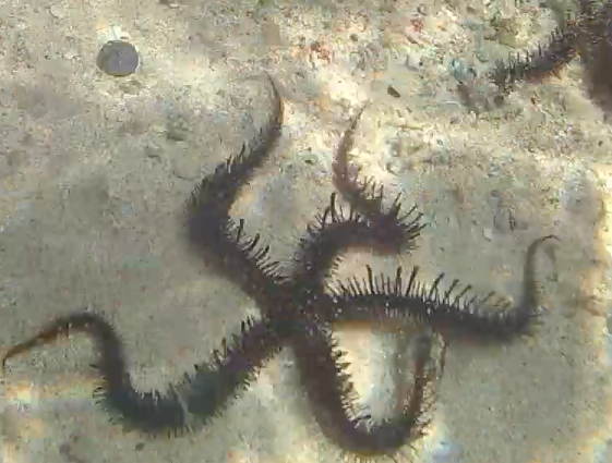 Ophiocoma echinata (Lamarck, 1816)