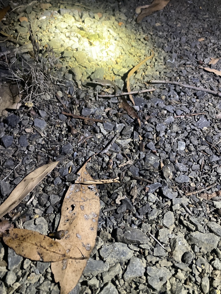 Eastern Stone Gecko from Eric St, Goodna, QLD, AU on November 14, 2023 ...