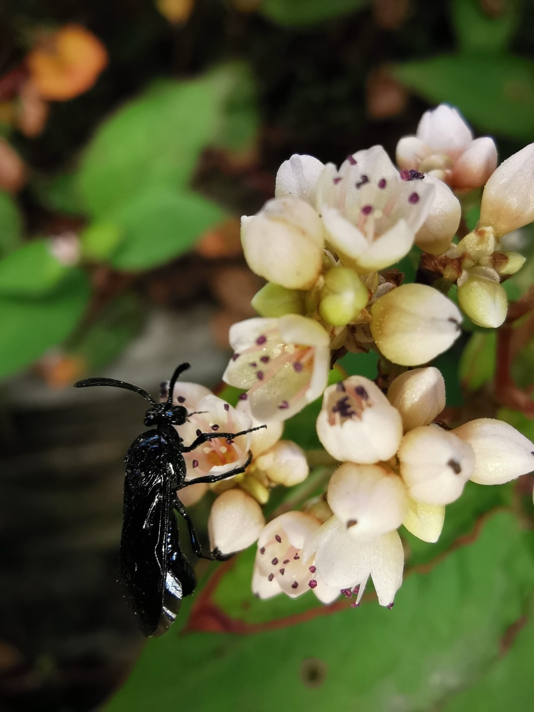 Azalea Argid Sawfly from 中国湖北省武汉市武昌区武汉植物园 on November 6, 2021 at 12:54 ...