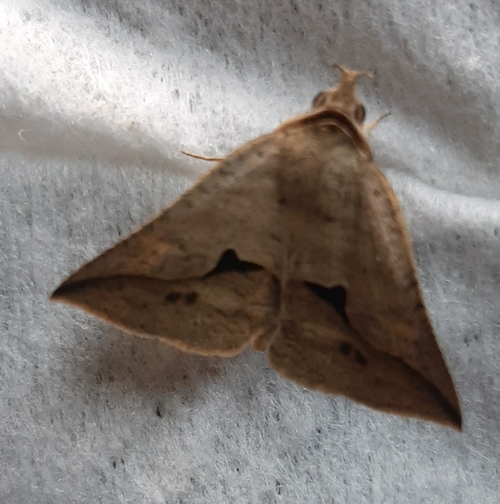 Dierna patibulum from opp. dhavji temple, Parshuram, Chiplun ...