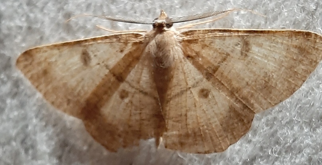 Petelia from opp. dhavji temple, Parshuram, Chiplun, Dhamandevi Mohalla ...