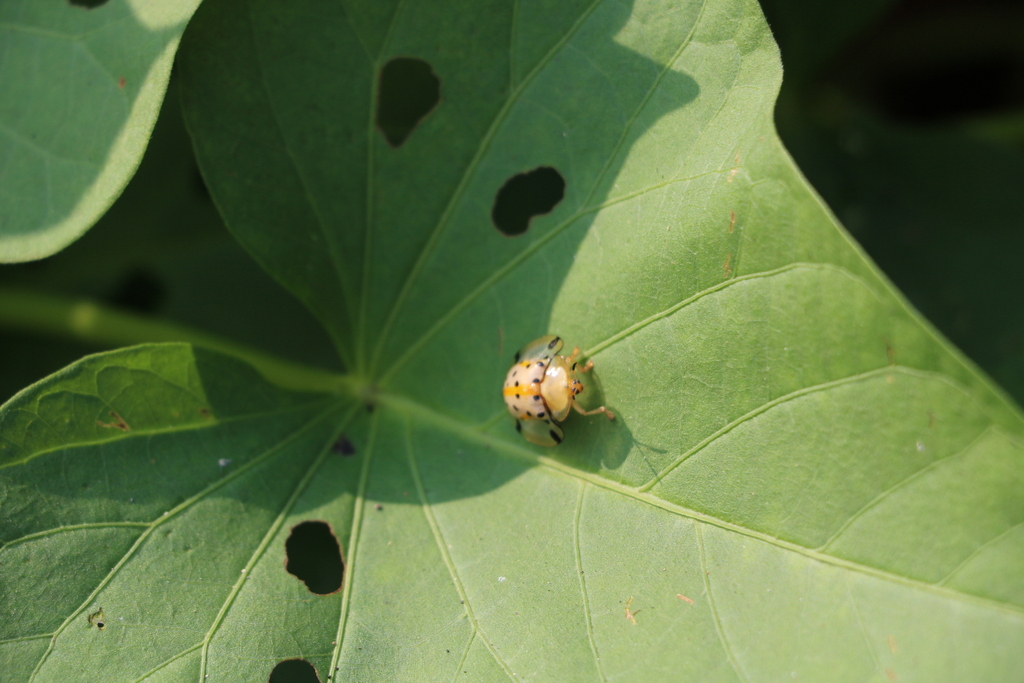 Asian Spotted Tortoise Beetle from 台灣南投縣鹿谷鄉 on November 2, 2023 at 02: ...