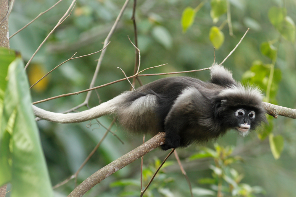 (Trachypithecus obscurus flavicauda) - Know Your Mammals