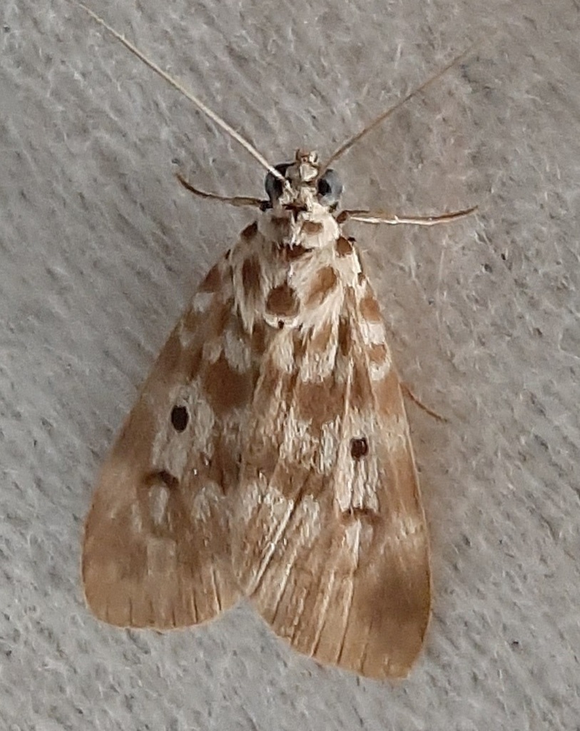Carissa Tiger Moth from opp. dhavji temple, Parshuram, Chiplun ...