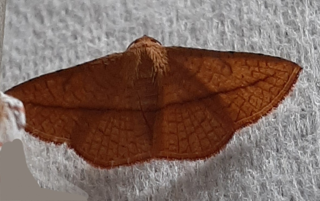 Striglina scitaria from opp. dhavji temple, Parshuram, Chiplun ...