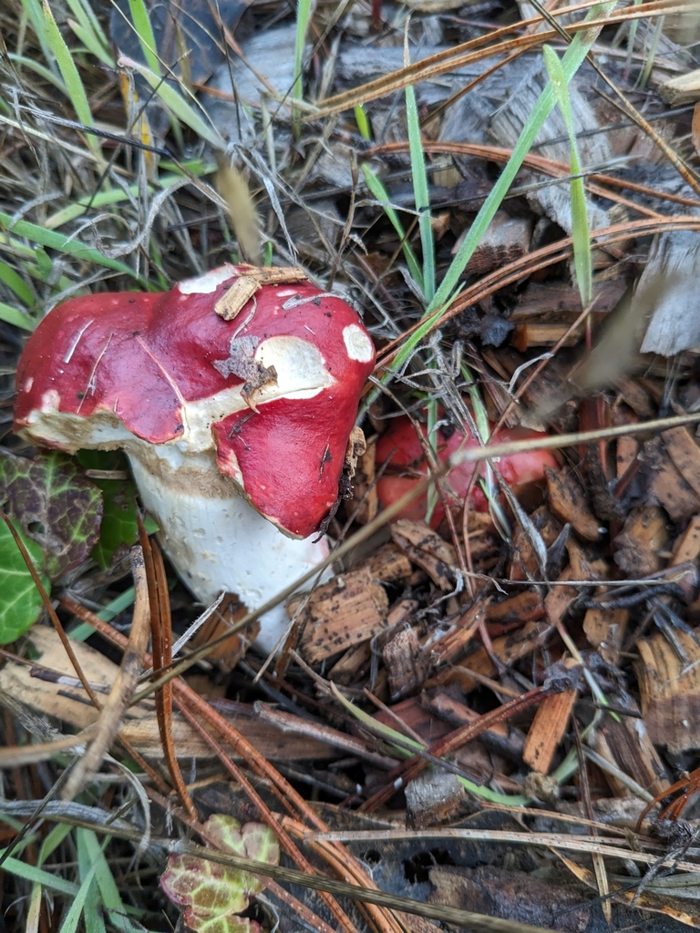 Redhead Russula from Bolinas, CA 94924, USA on November 13, 2023 at 07: ...
