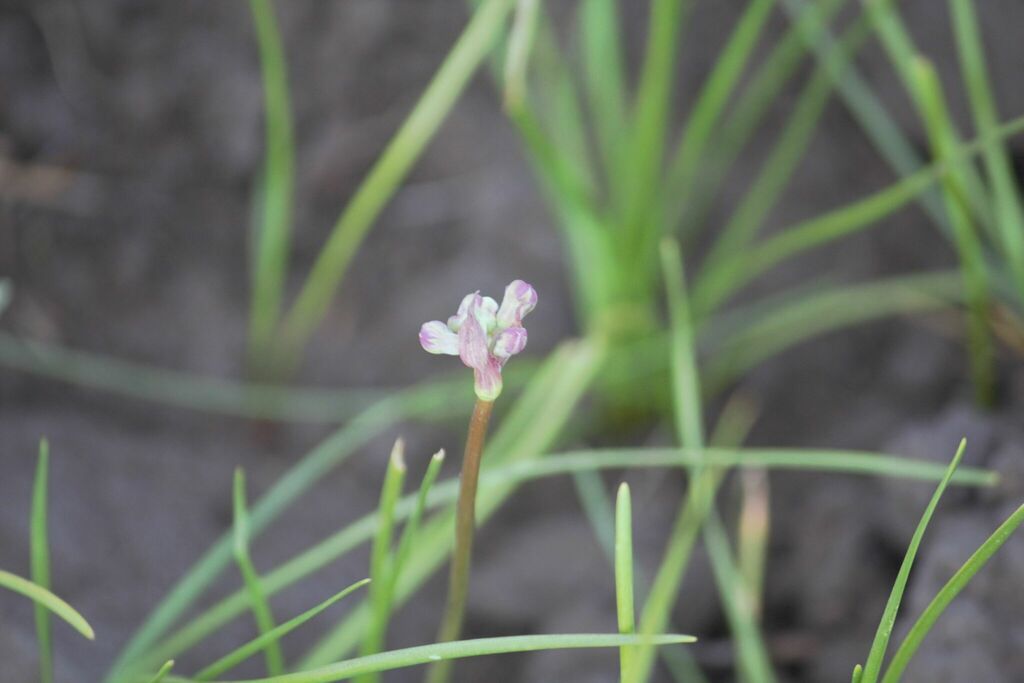 Highveld Wild Garlic from West Rand District Municipality, South Africa ...