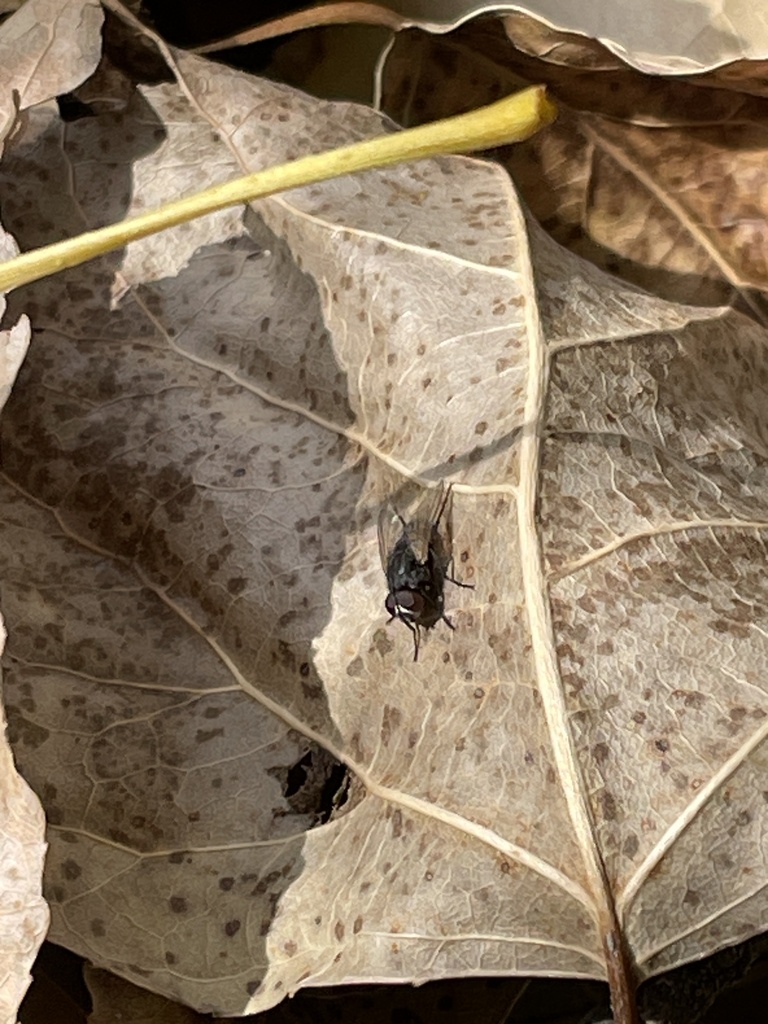 Polleniidae from Riu Ter, Roda de Ter, Barcelona, ES on November 14 ...