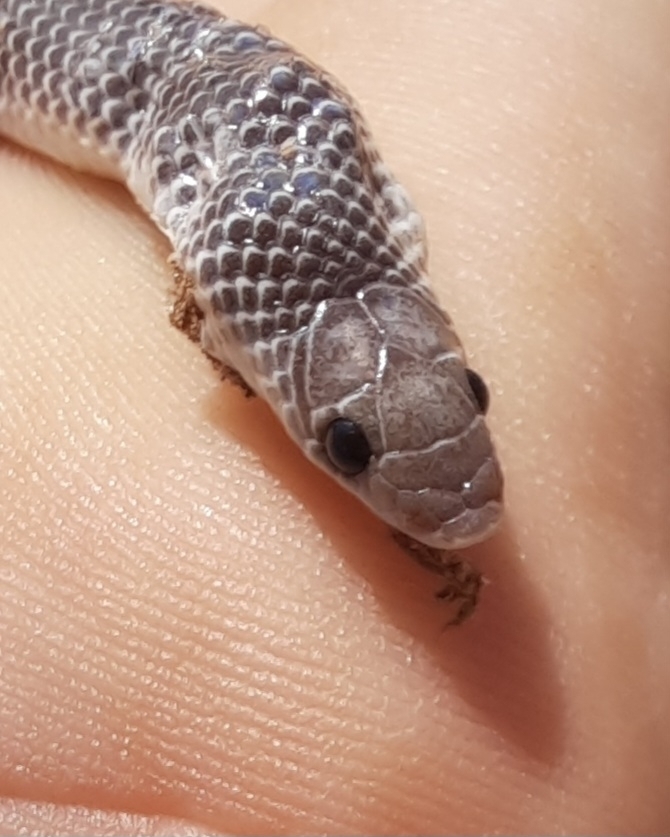 Somali Shovelsnout Snake from Hargeysa, Somalia on November 14, 2023 at ...